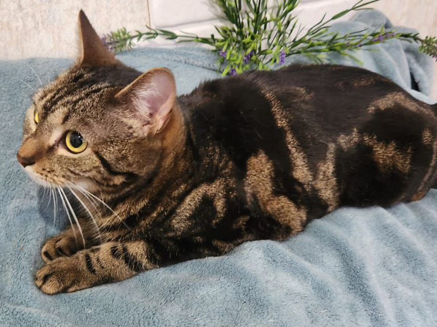 Ласковая, мраморная кошечка