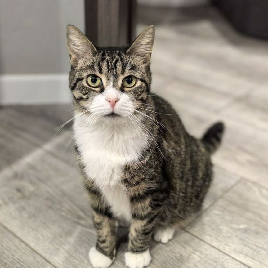 Взрослая, кошка в добрые руки