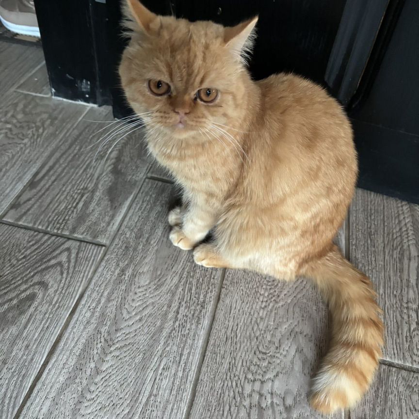 Кот в добрые руки