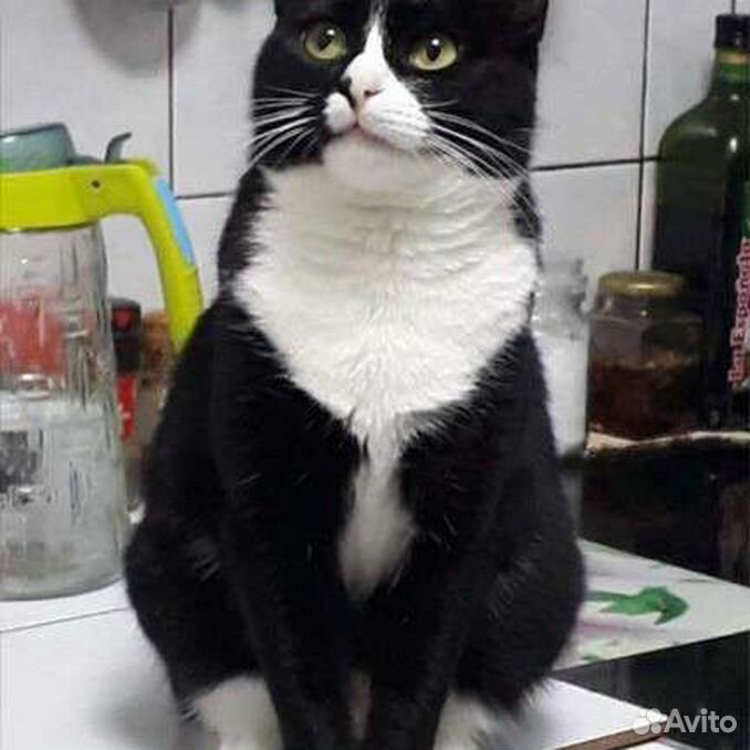 Молоденькая киска без хвоста ищет дом