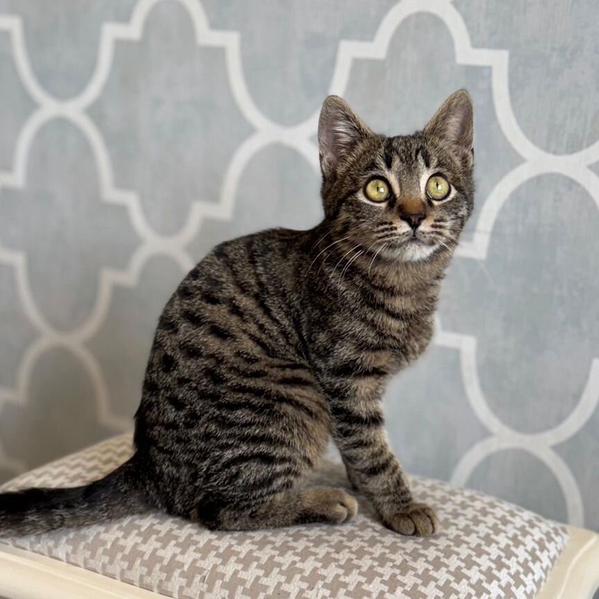 Котята