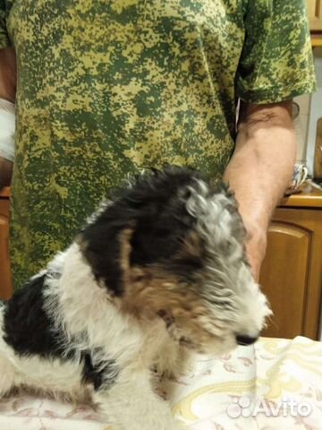 Фокстерьер жесткошерстный