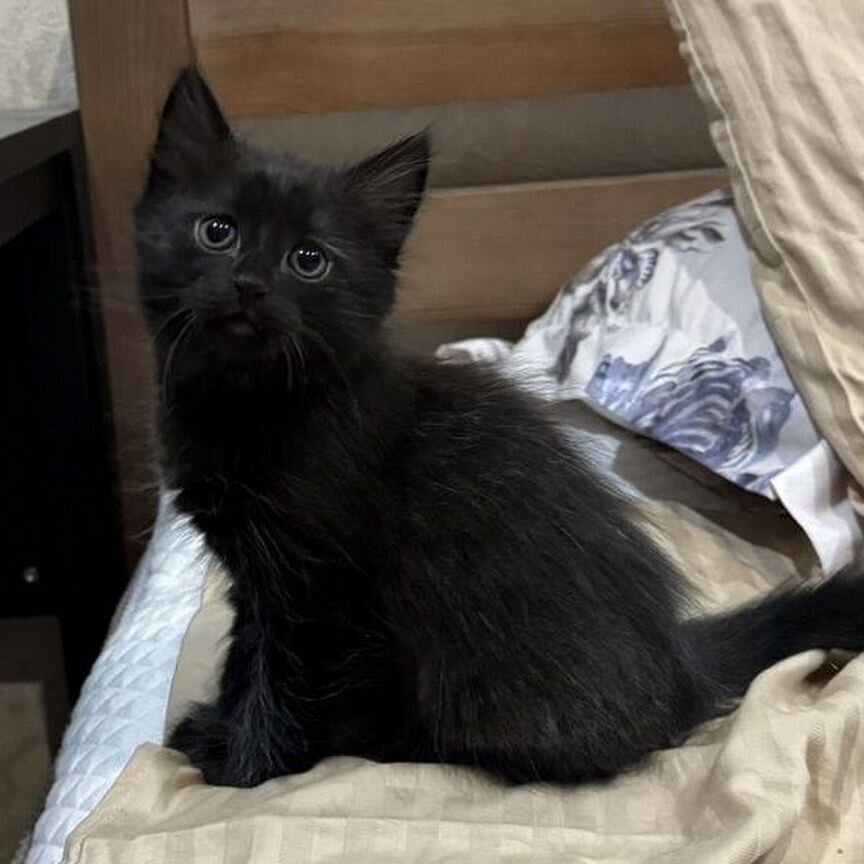 Котенок девочка в добрые руки