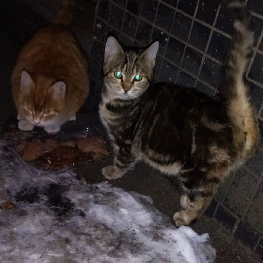 Замерзают котята