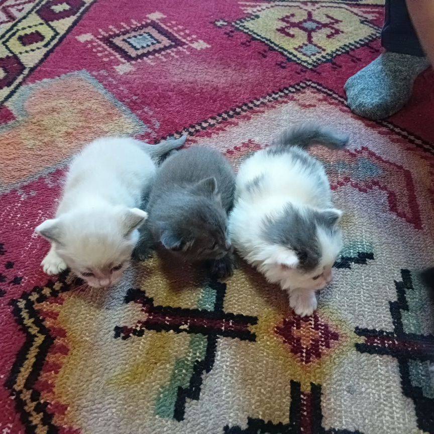 Три девочки.Мама отличная мышеловка