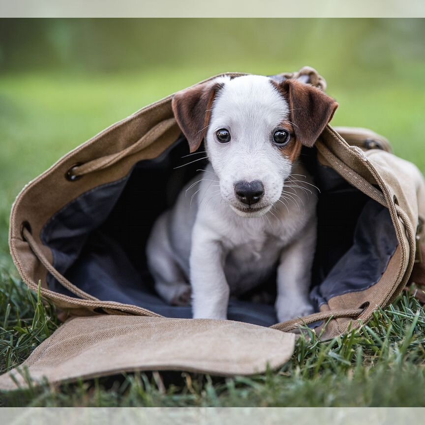 Щенки джек Рассел терьер