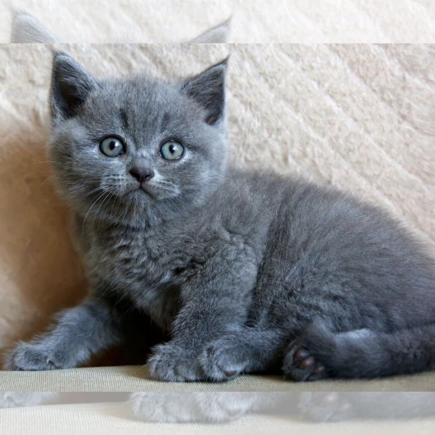Шотландский прямоухий короткошёрстный котёнок