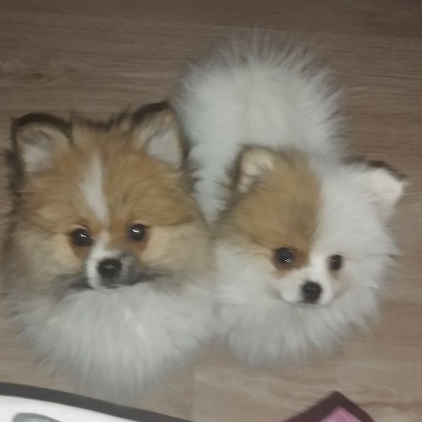 Померанский шпиц, щенок