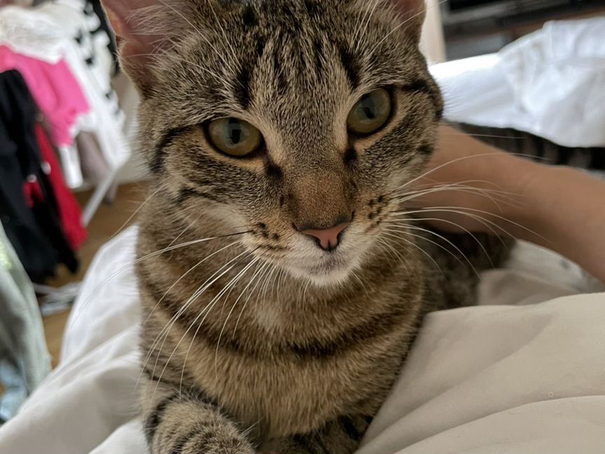Кошка 9 мес в добрые руки