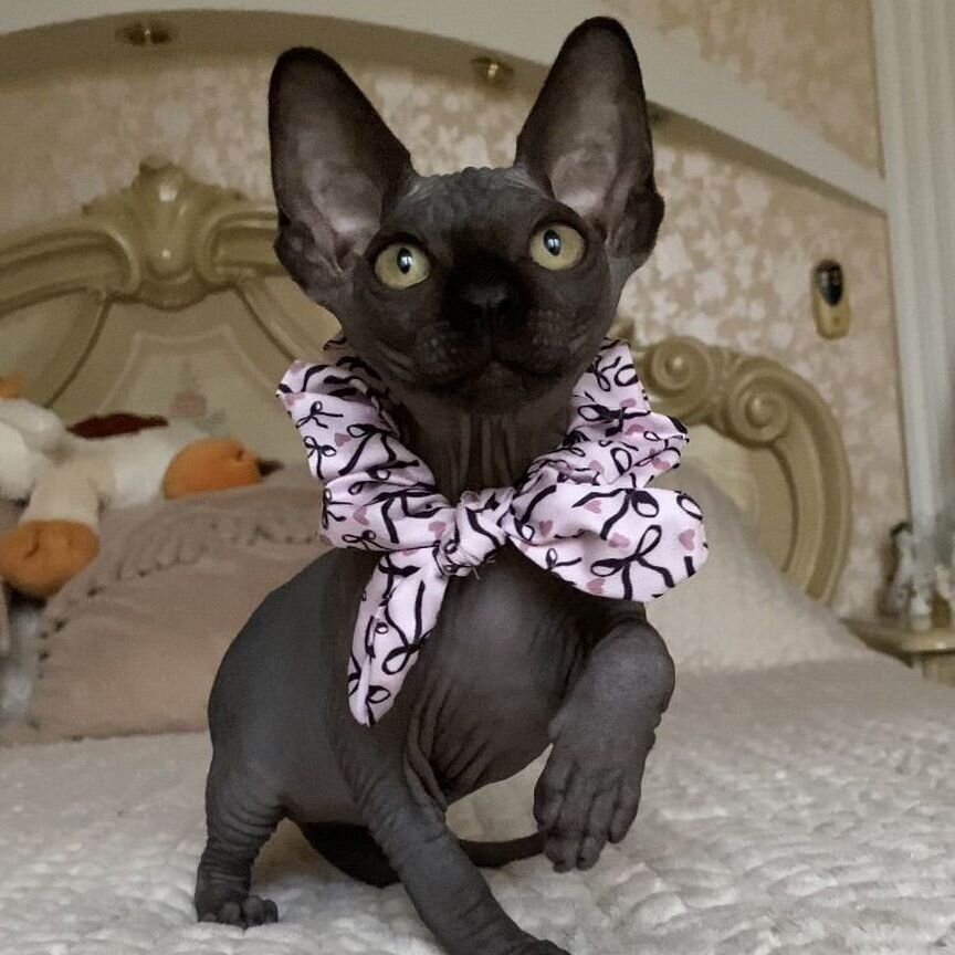 Канадский сфинкс котёнок