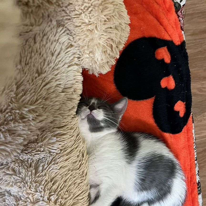 Котенок-непоседа ищет дом