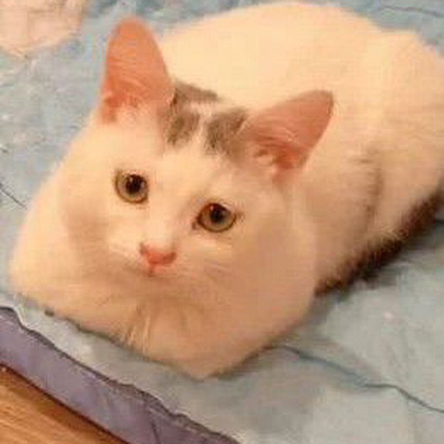 Кошечка малышка в добрые руки