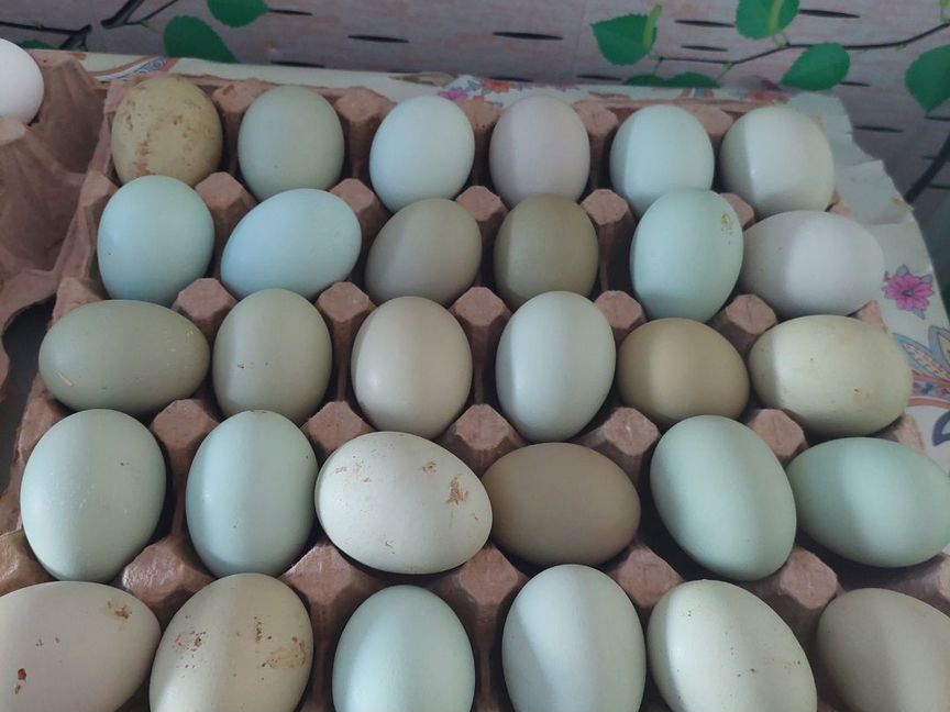 Инкубационное яйцо