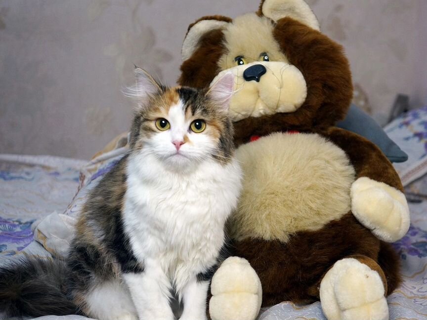 Кошечка Элис в добрые руки
