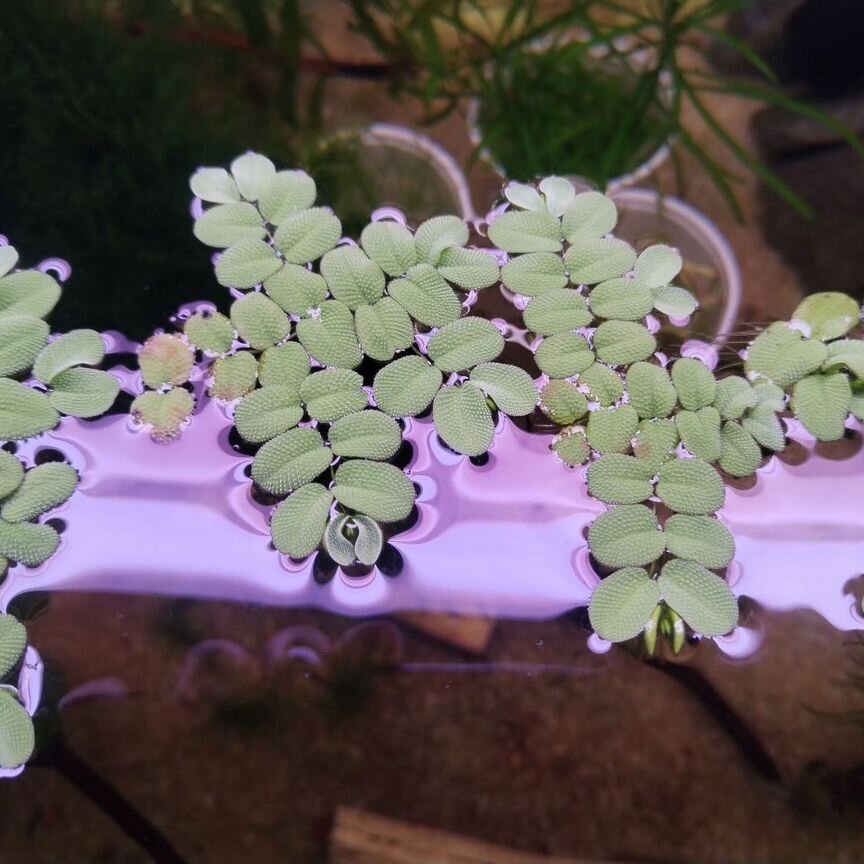 Сальвиния папоротник