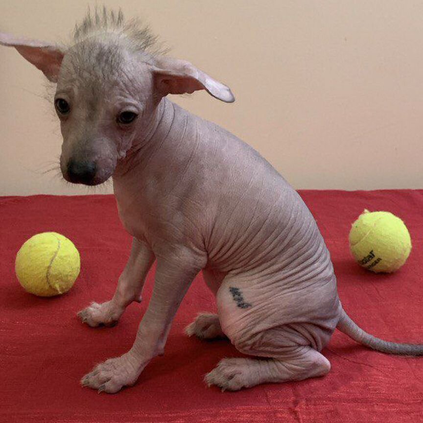 Мексиканская голая собака, щенок