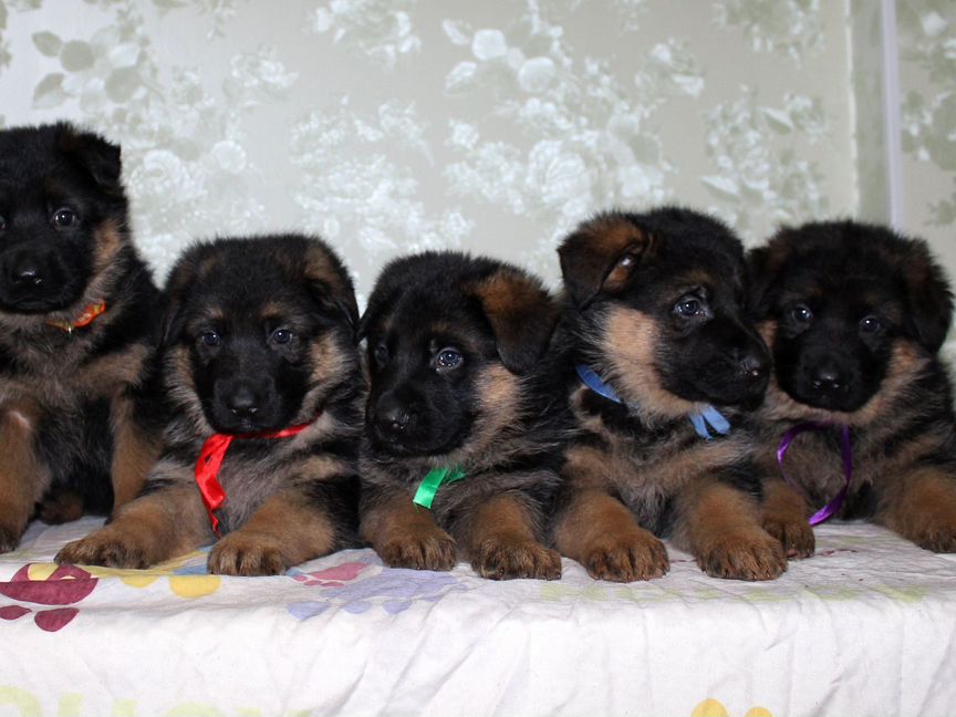 Щенки немецкой овчарки