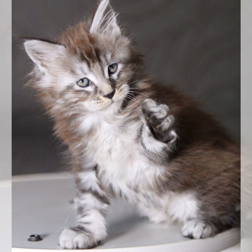 Мейн-кун котёнок