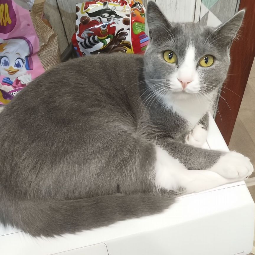 Котёнок от частного владельца