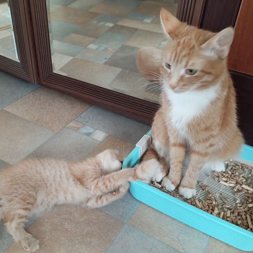 Домашние животные котята бесплатно
