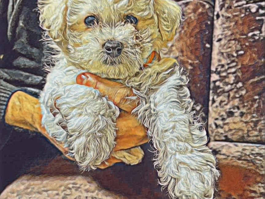 Щенки мини бишоны