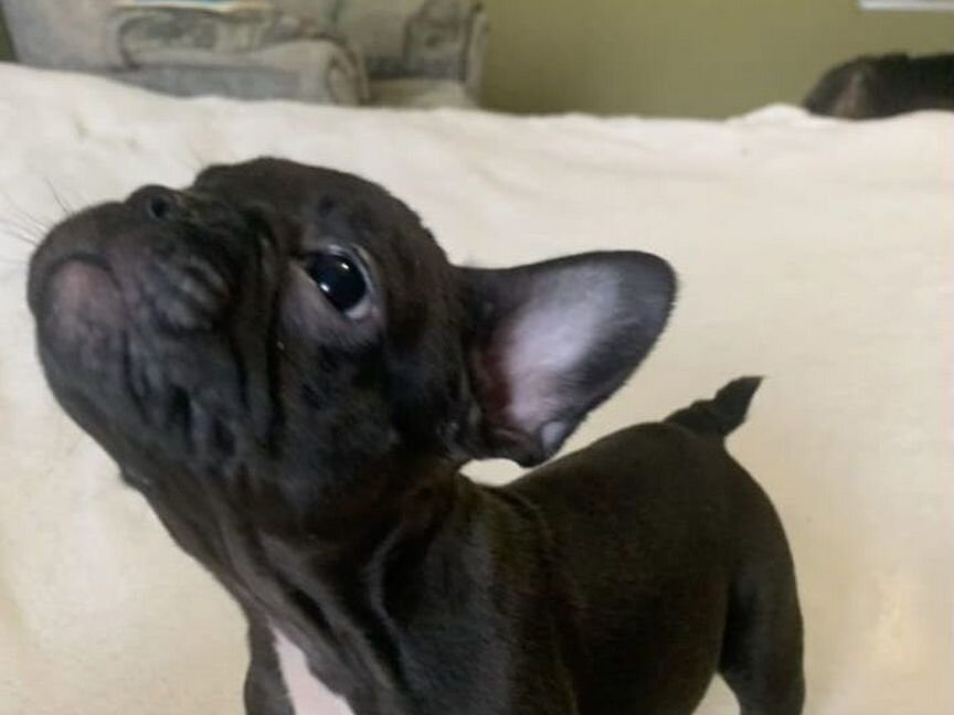 Французский бульдог щенки