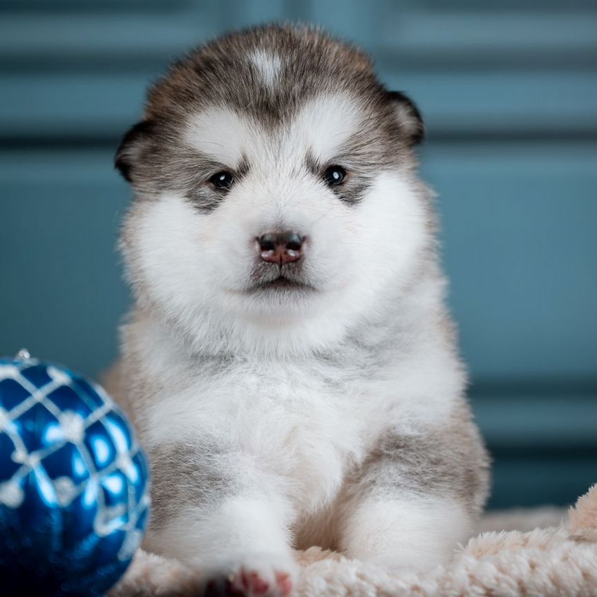 Аляскинский маламут, щенок