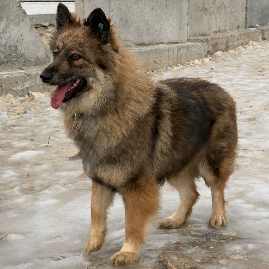 Ненецкая лайка, щенок