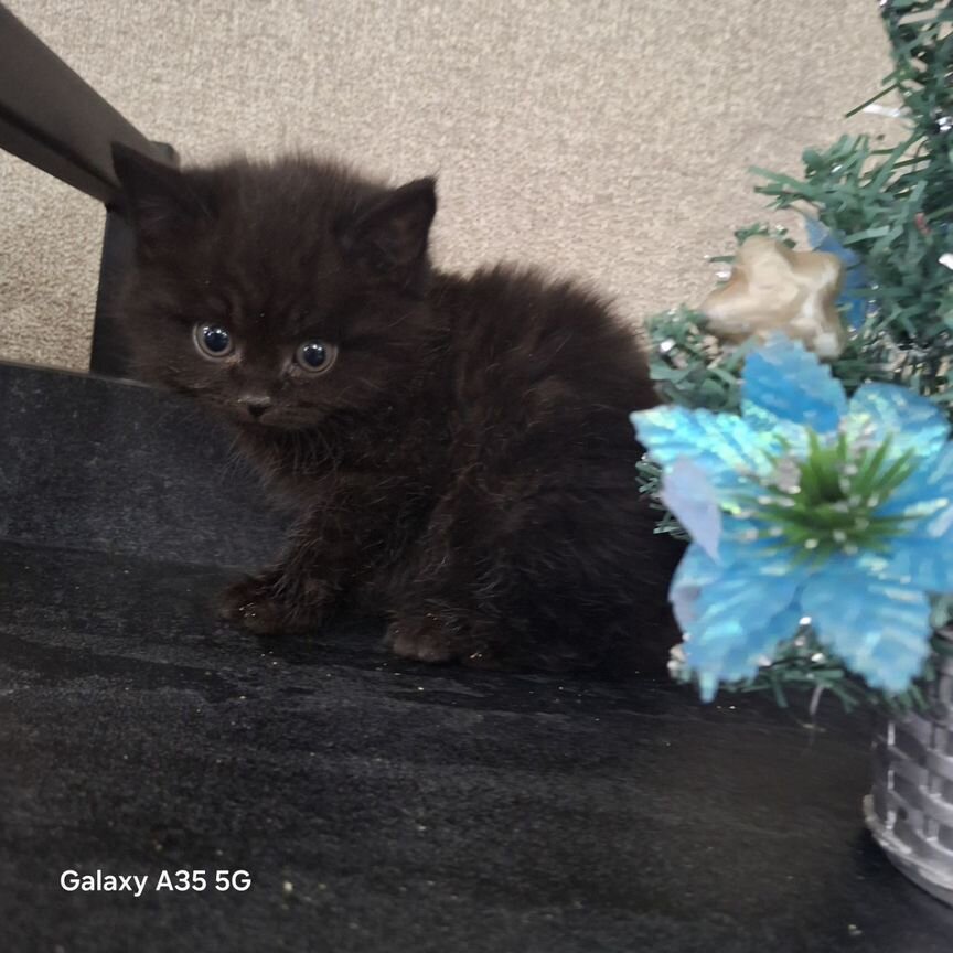 Шотландский вислоухий длинношёрстный котёнок