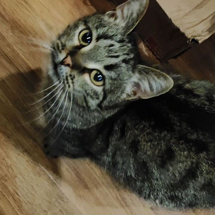 Взрослая кошка в добрые руки