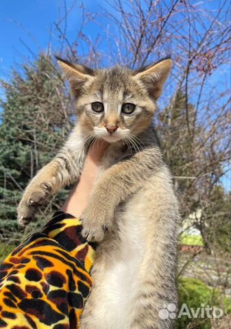 Котик чаузи ф1