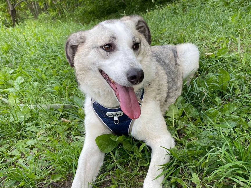 Собака в добрые руки отдам бесплатно