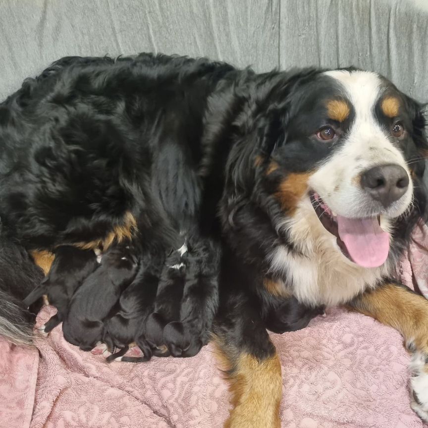 Бернский зенненхунд, щенок