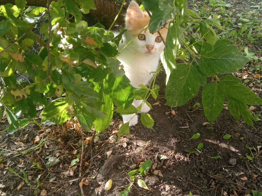 Отдам двух кошечек и котика