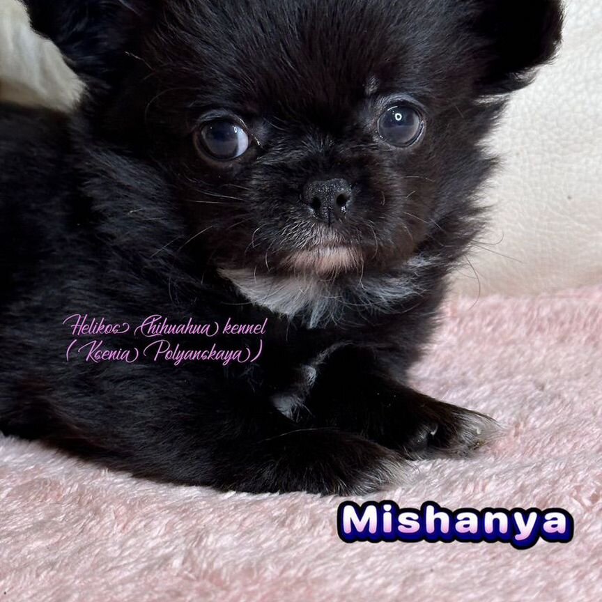 Очаровательный Мишаня