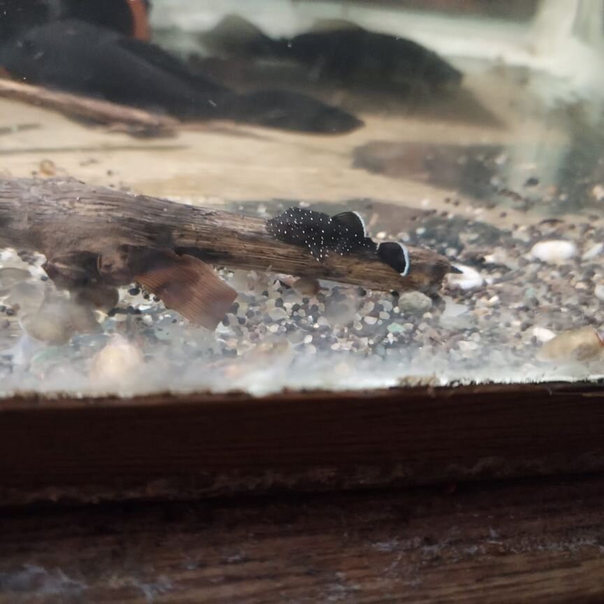 Анцитрус L 181