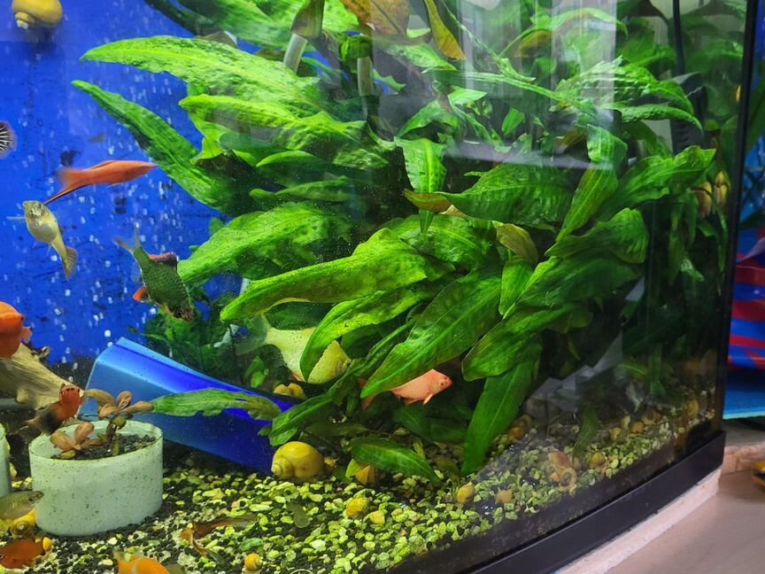 Аквариум понорамный 80 литров