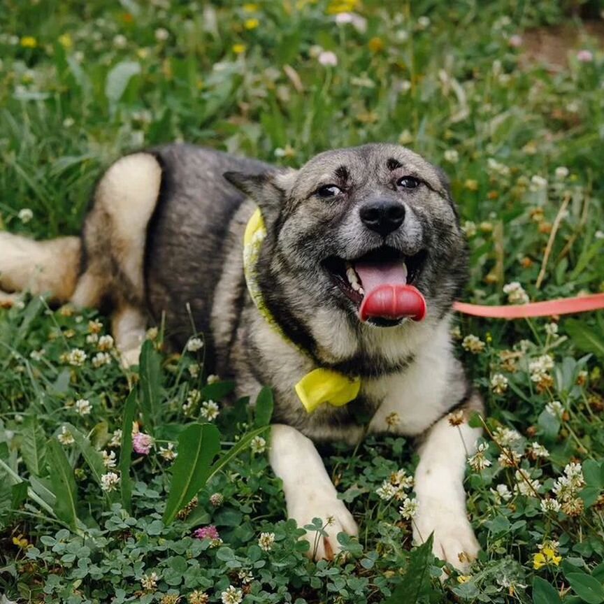 Собака Плюша