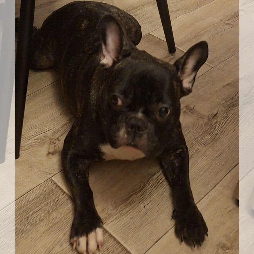 Французский бульдог, взрослая собака