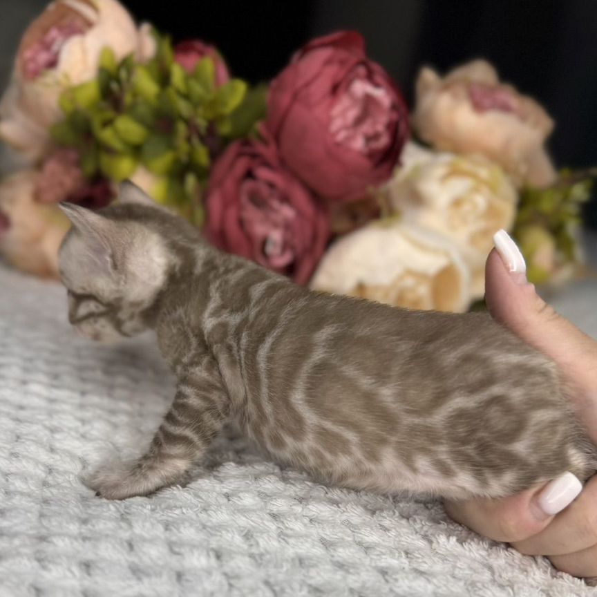 Мальчик и девочки от заводчика