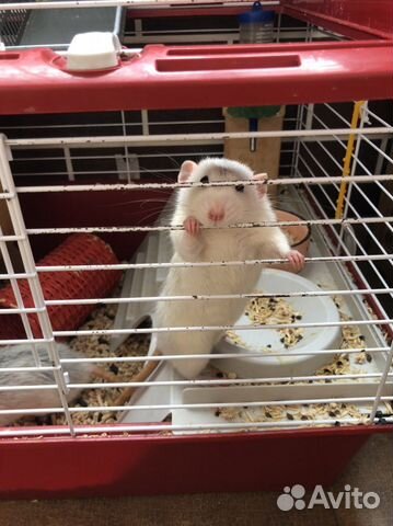 2 крысы Дамбо с клеткой
