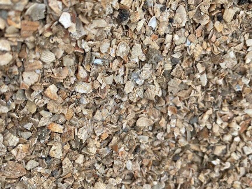 Ракушка кормовая