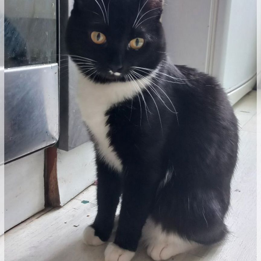 Британский короткошёрстный, взрослый кот