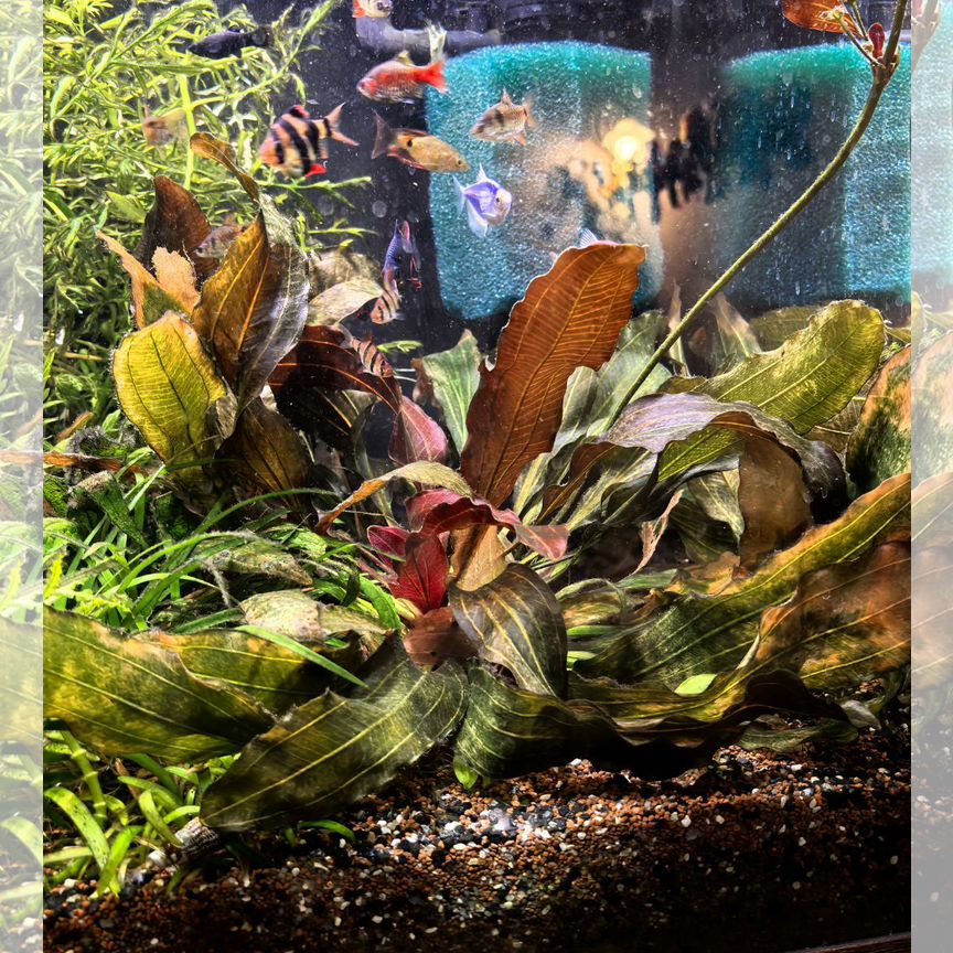 Аквариумные растения. Эхинодорус