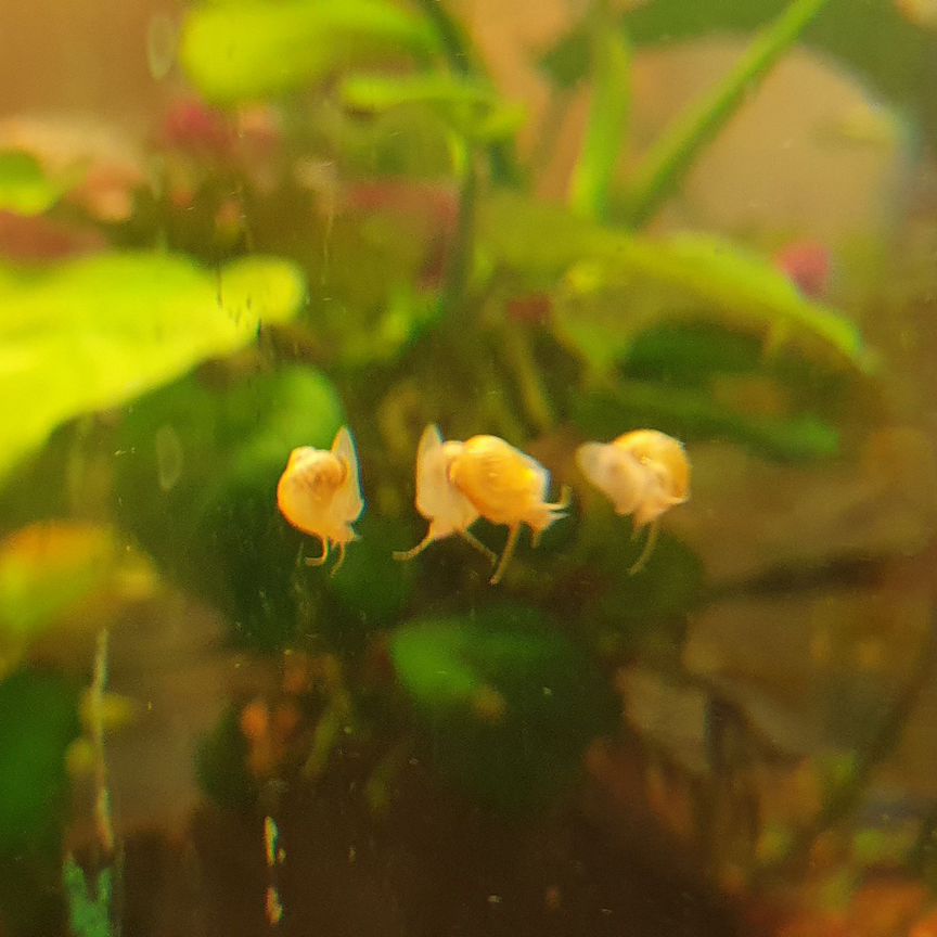 Улитки ампулярии