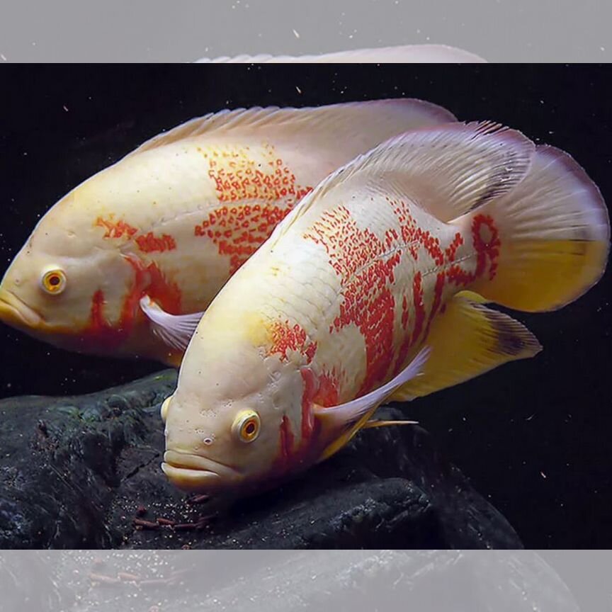 Аквариумные рыбки