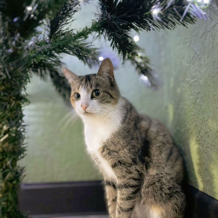 Кошкчки в добрые ручки