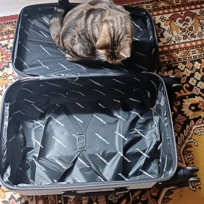 Шотландская прямоухая короткошёрстная кошка, взрослая