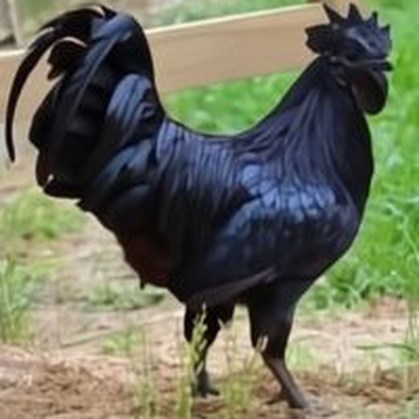 Продам ухейилюль