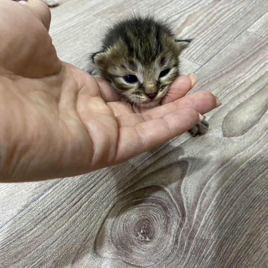 Шотландские вислоухие котята